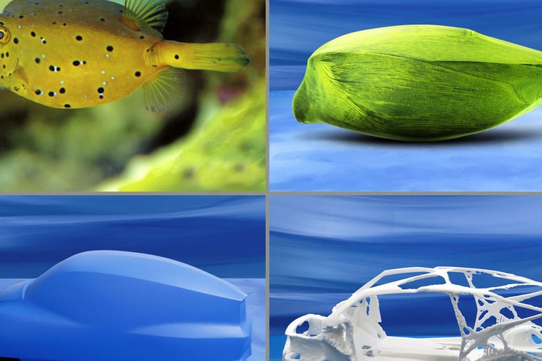 Bionik Beispiele aus der Natur