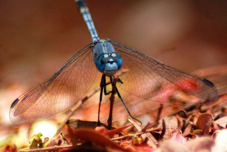 Bionik Beispiele aus der Natur