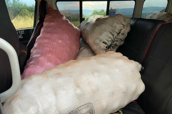 Avocado-Mafia: Wie Kriminelle vom Avocado-Geschäft profitieren