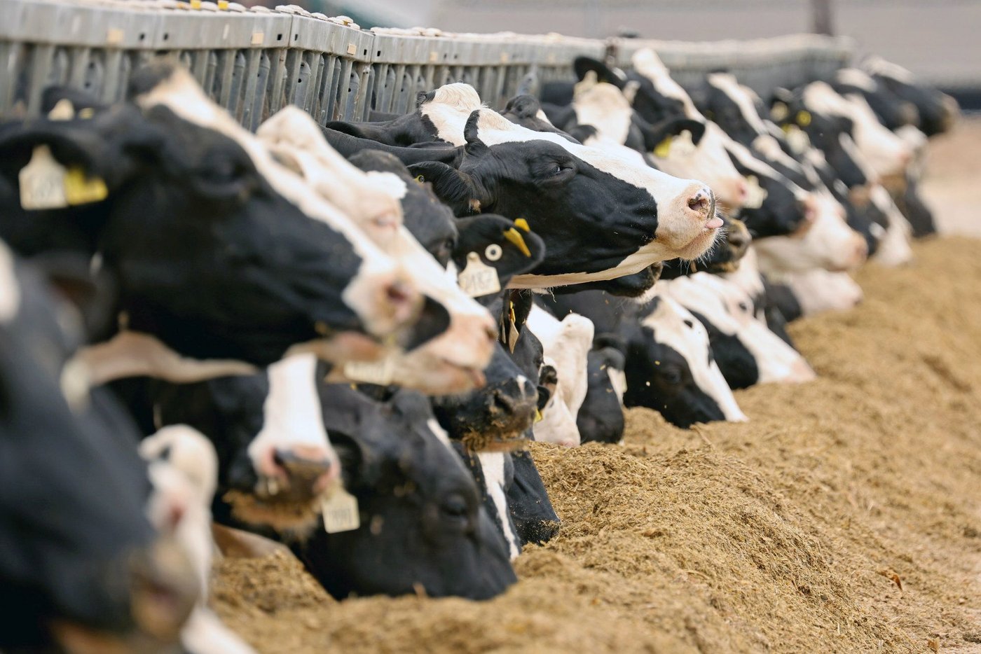Kuhmilch oder Hafermilch? Wieso Deutsche immer weniger Milch konsumieren