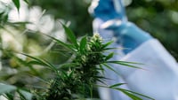 Cannabis-News: Aktuelle Nachrichten zur Legalisierungs-Diskussion