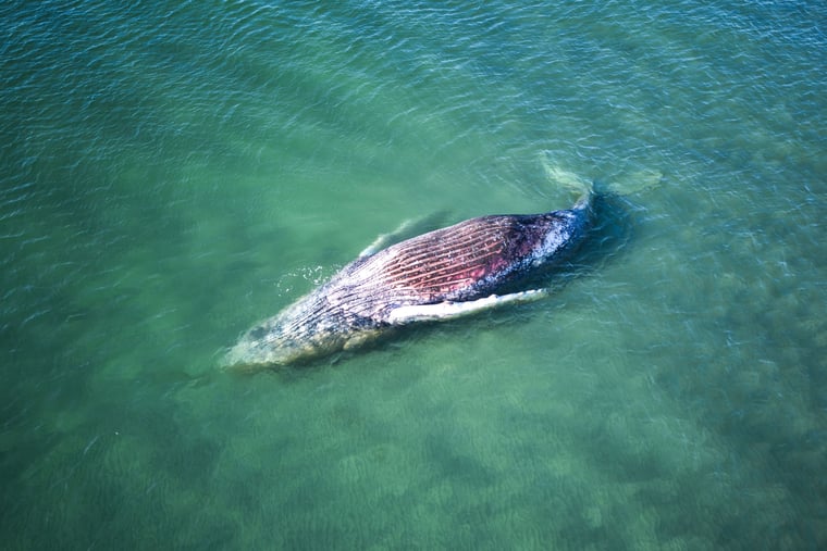 Wal Timmy: Toter Wal vor Dänemark ist Ostsee-Wal „Timmy“