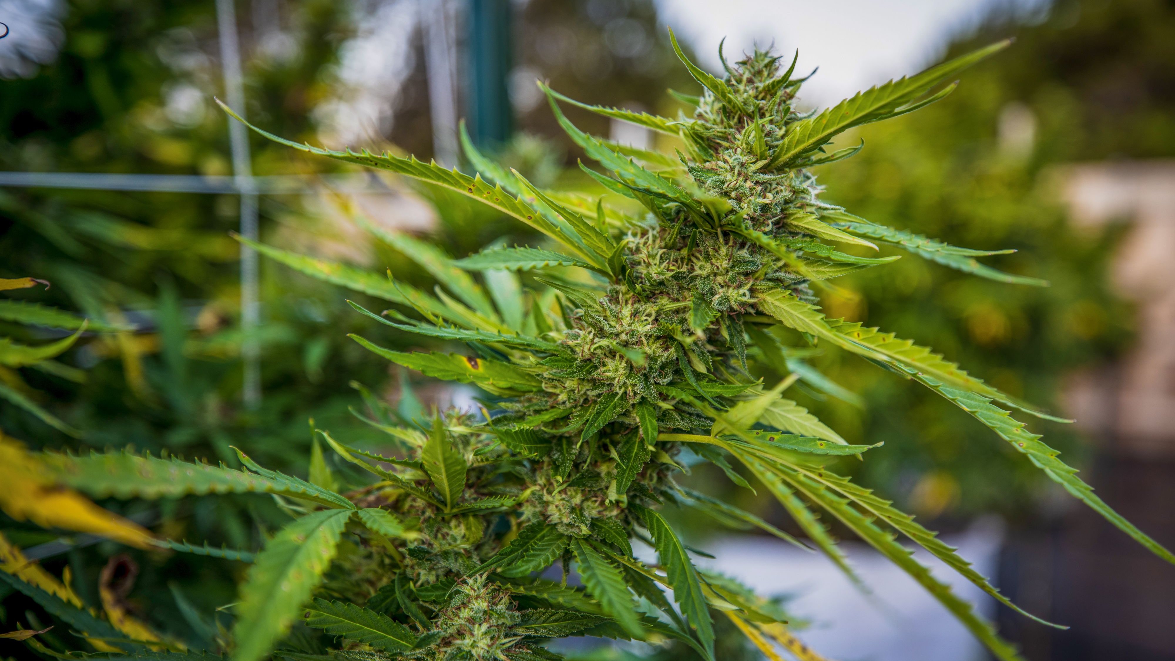 Drogenpolitik: „Das gefährdet die Versorgung von Hunderttausenden ...